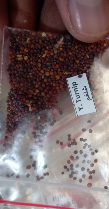 Yellow Turnip / Shalgam Fresh Seeds - High Germination Rate | Daraz.pk