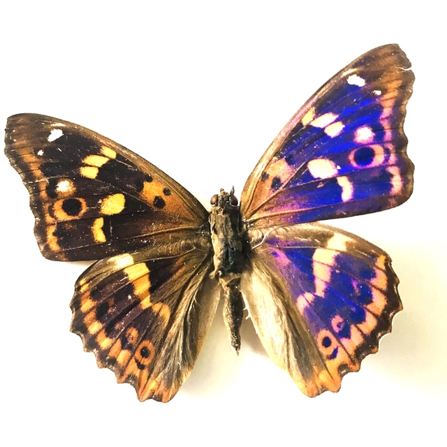 party23 Real Butterfly Specimens Insect Figurines Production Charm Home ...
