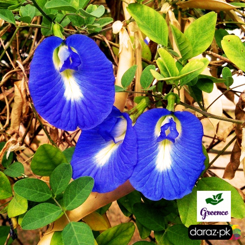 Butterfly Pea Blue Climbing Creeper Summer Seeds | Daraz.pk