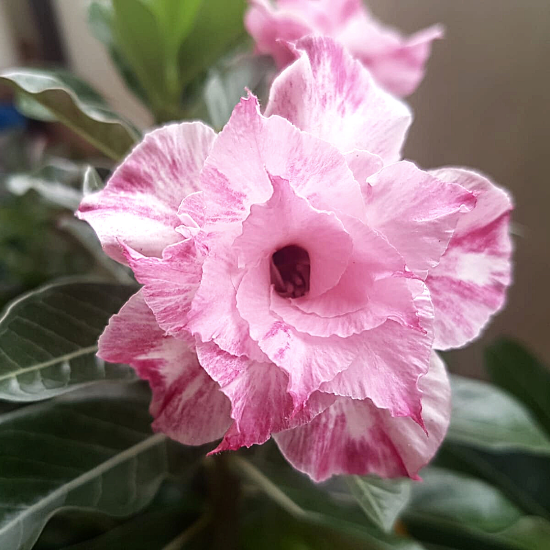 Rare Adenium Obesum Seed 1 PC | Daraz.pk