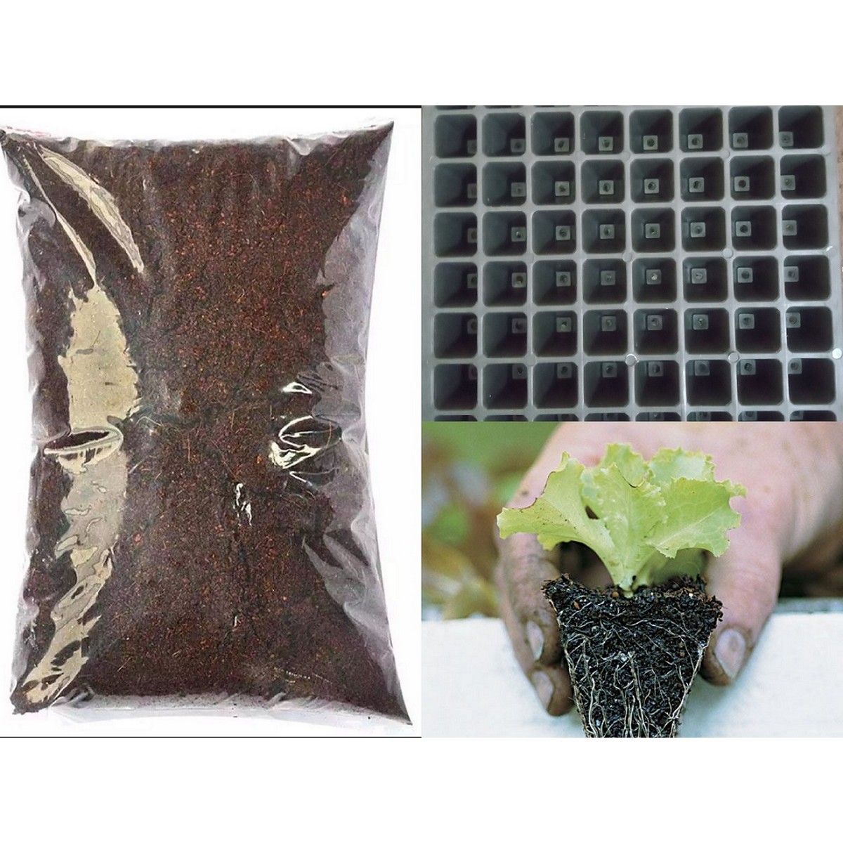 Seedling tray 64 hole & seeds starting mix 500 gram each for seed ...