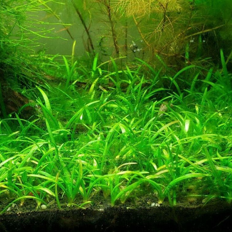 Dwarf Sagittaria Carpet