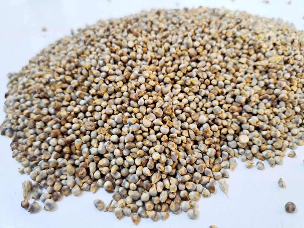 Pets Pearl Millet Seeds (Bajra) for Small and Large birds, organic food ...