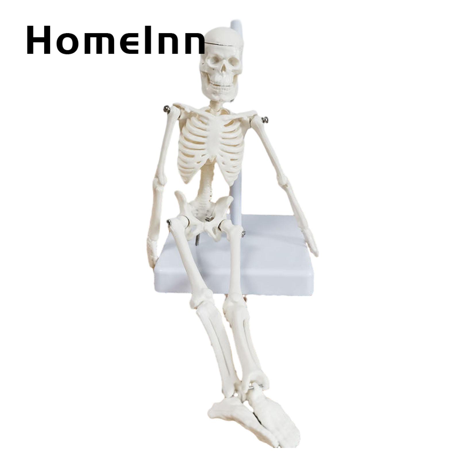 Flexible Jointed Mini Skeleton Realistic Mini Human Skeleton Model for ...