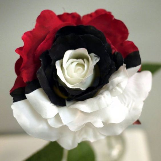 Tri Color Rose Flower Seeds | Daraz.pk