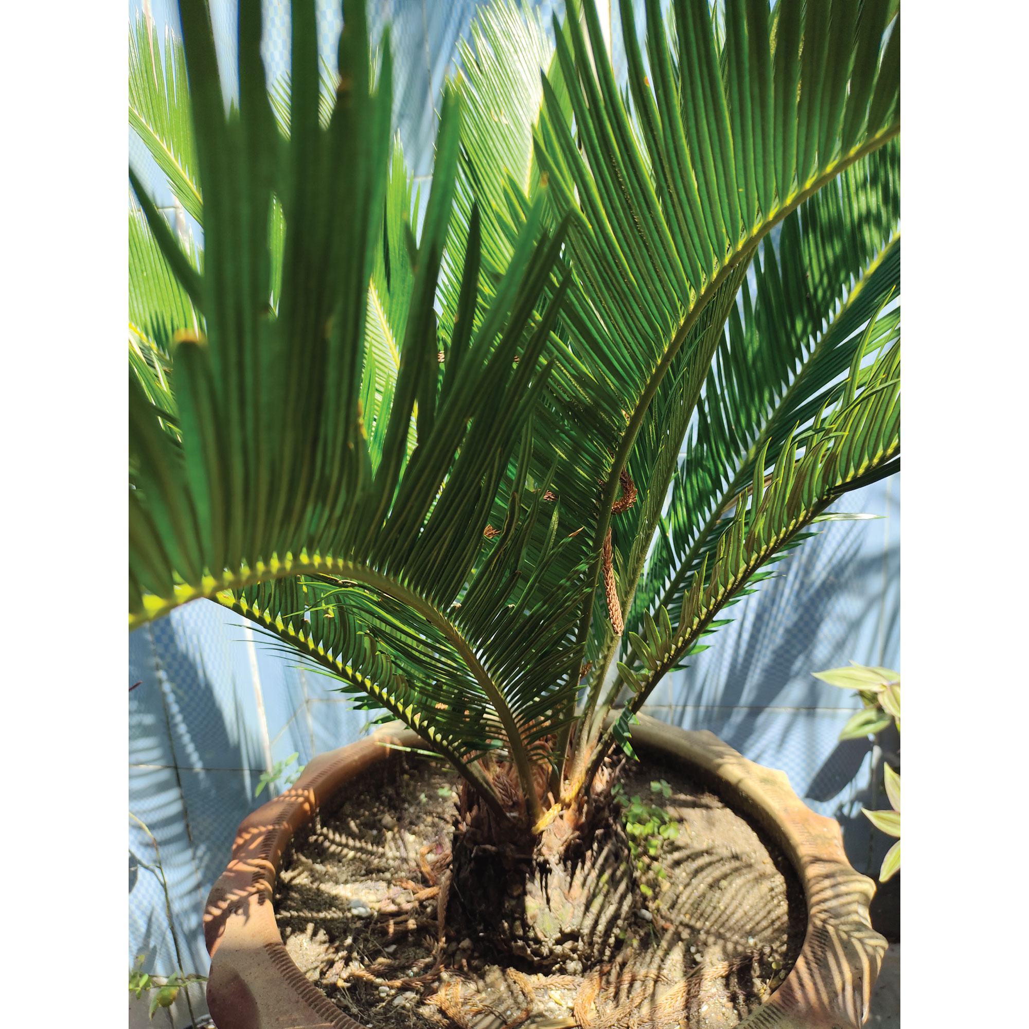 Kanghi palm live plant | Daraz.pk