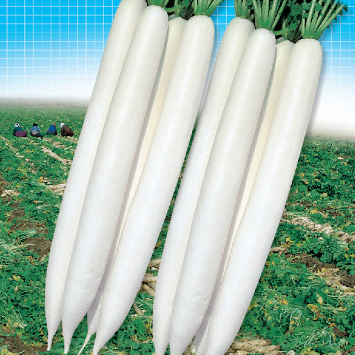 Radish / Moli Fresh Vegetable Seeds - High Germination Rate | Daraz.pk
