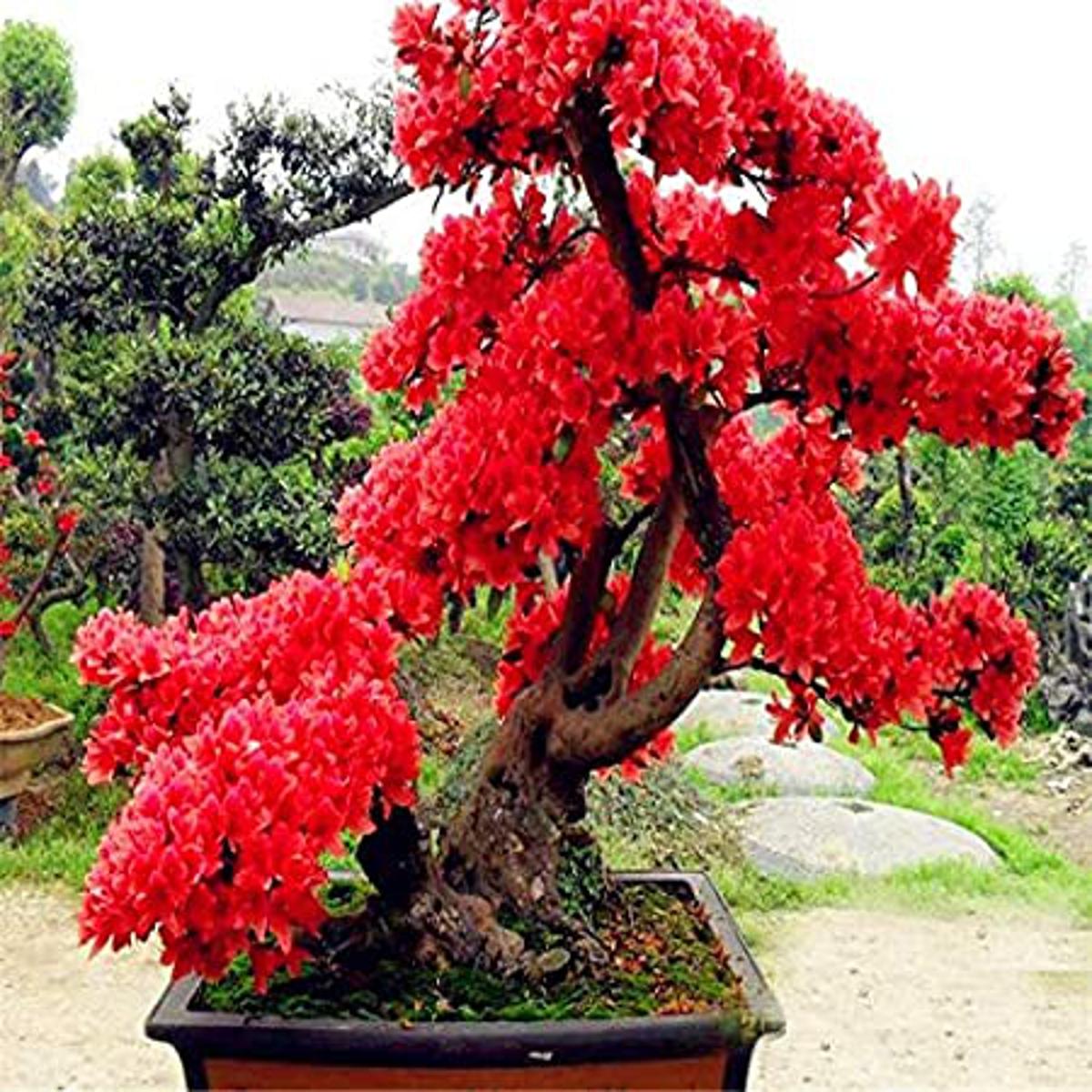 Bonsai Sakura Red Tree Seeds | Daraz.pk