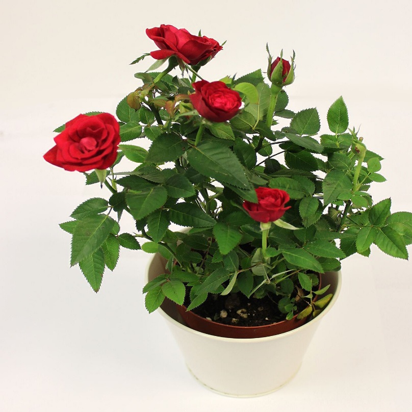 Miniature Red Rose Flower Seeds | Daraz.pk