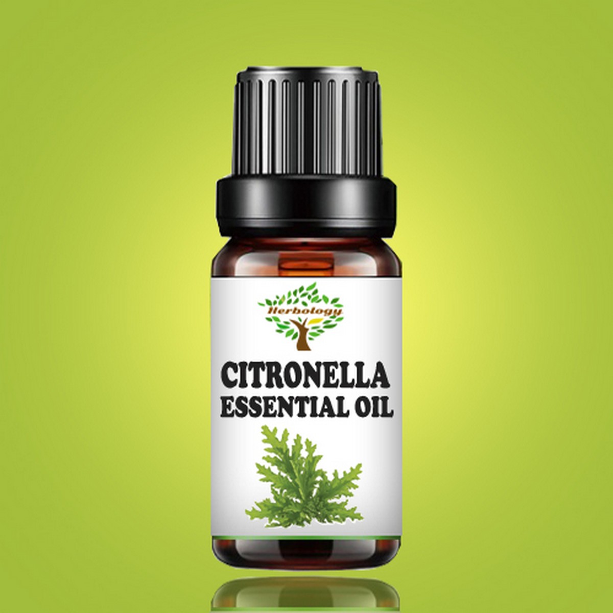 Herbology Citronella Aromatherapy Essential Oil 100% Pure Therapeutic ...