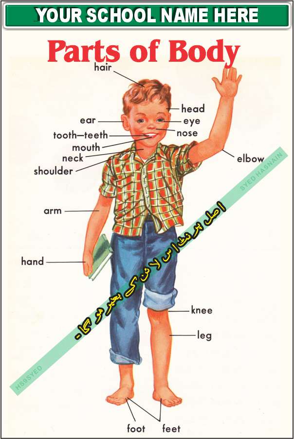 Boy Body Parts Name