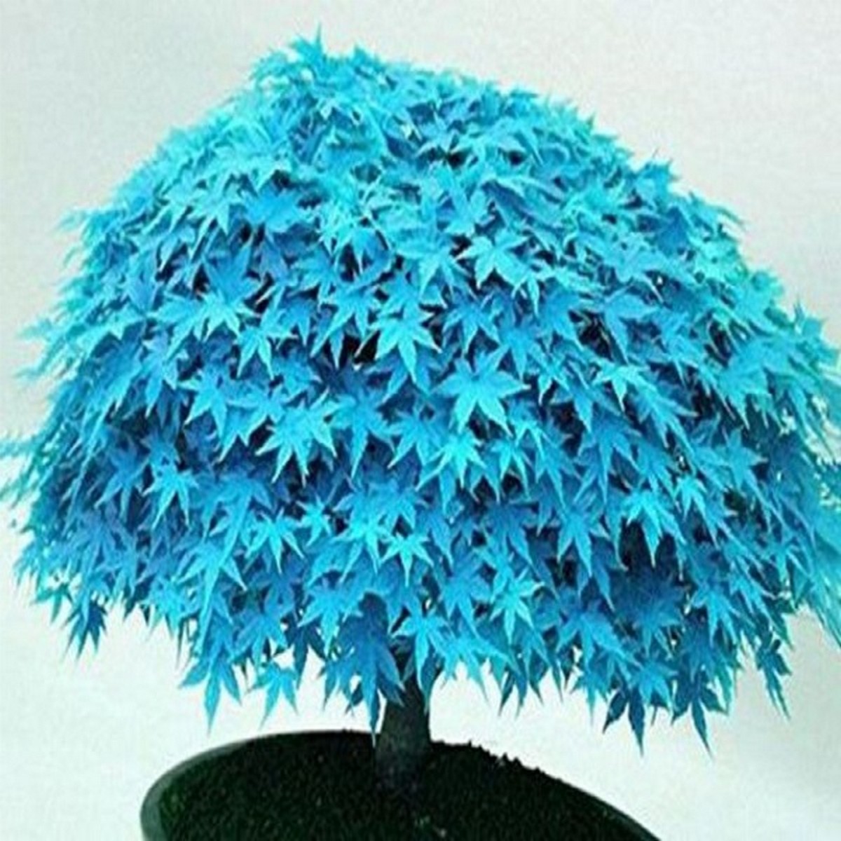 African Blue Maple Tree Seeds | Daraz.pk