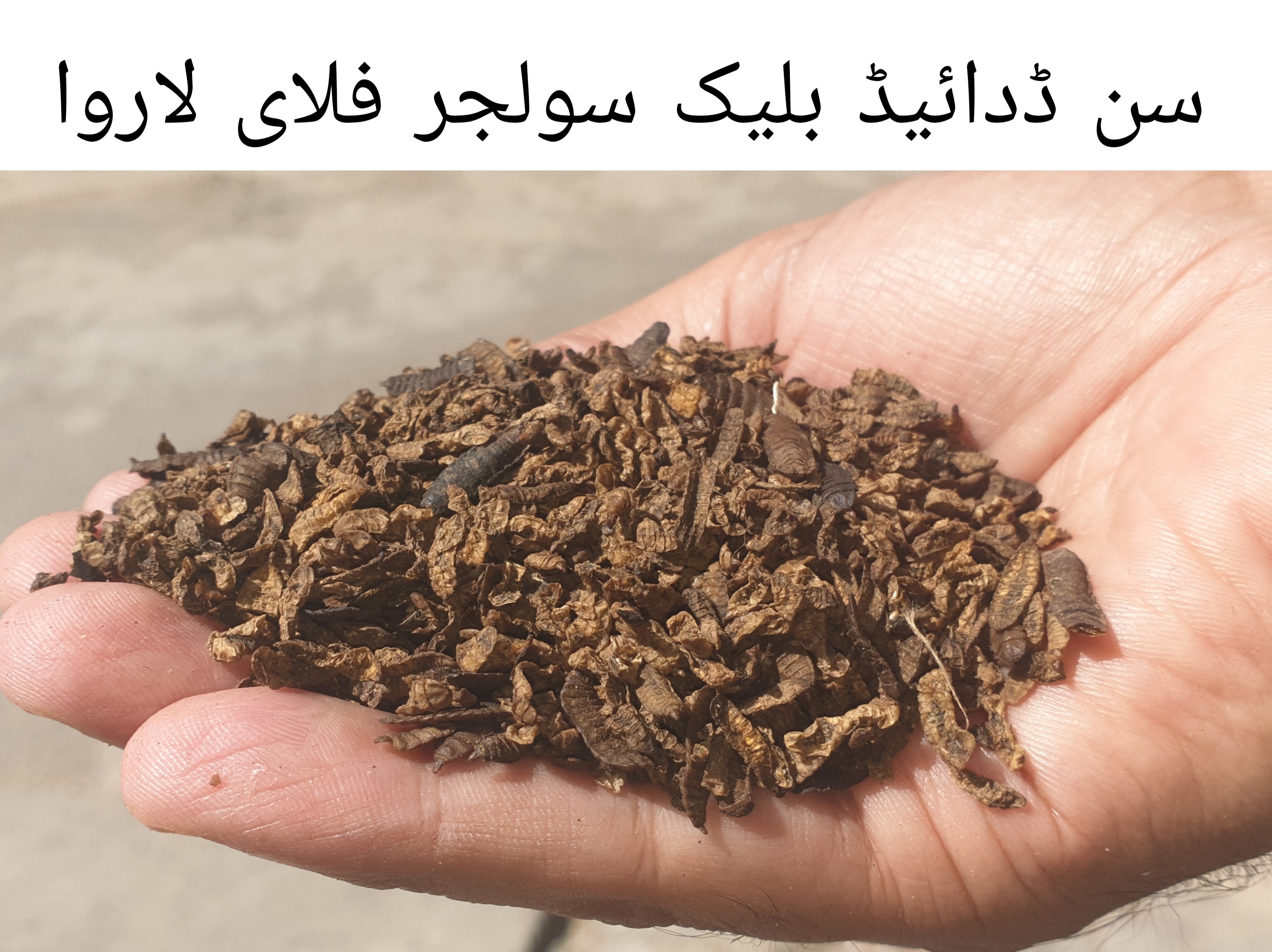 sun dried Bsf Dried Larvae (1kg Packet) | Daraz.pk