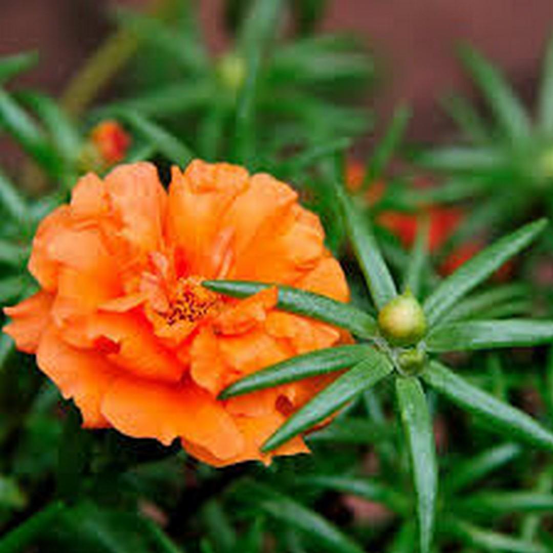 Portulaca flower seeds ORANGE sundial variety | Daraz.pk