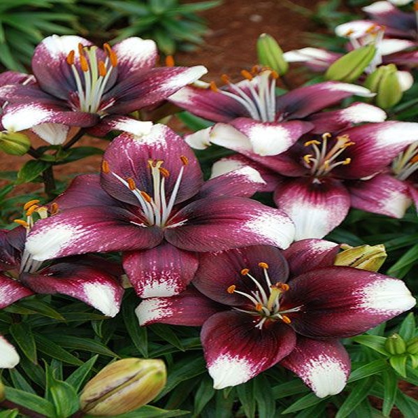 White Push Off Lily Flower Seeds | Daraz.pk