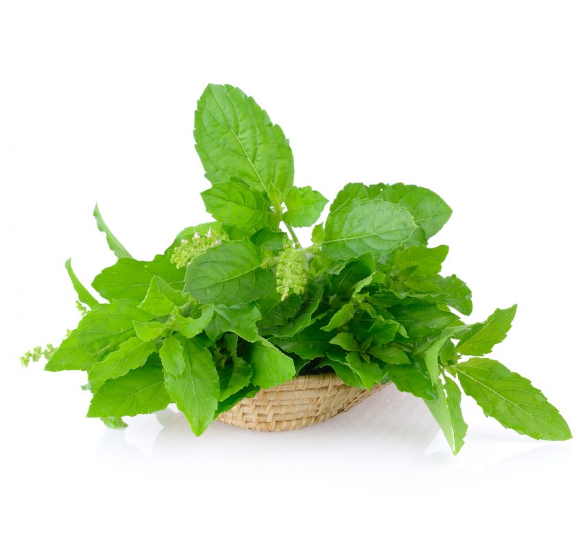 tulsi leaf organic tulsi leaves in pakistan 20g | Daraz.pk