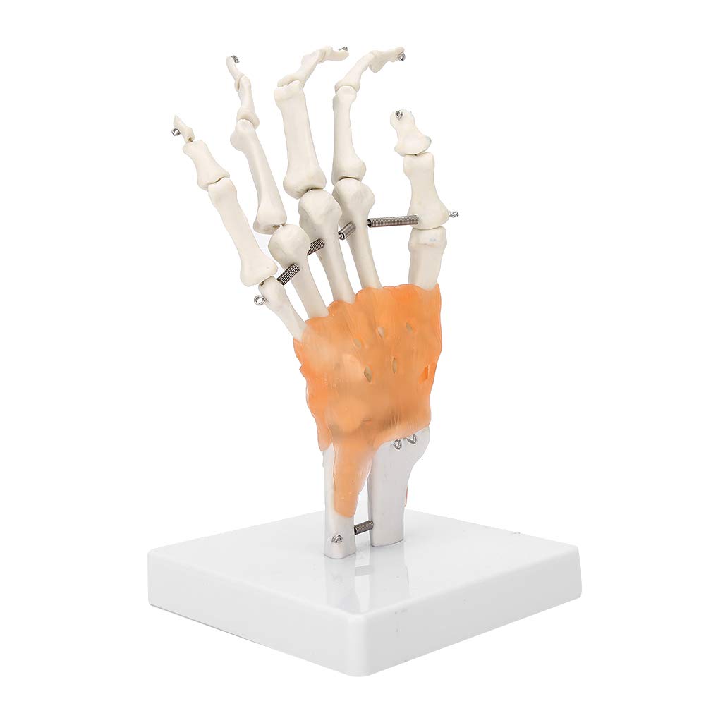 Human Wrist Joint Model | Hand Joint with Ligaments | Anatomy Teaching ...