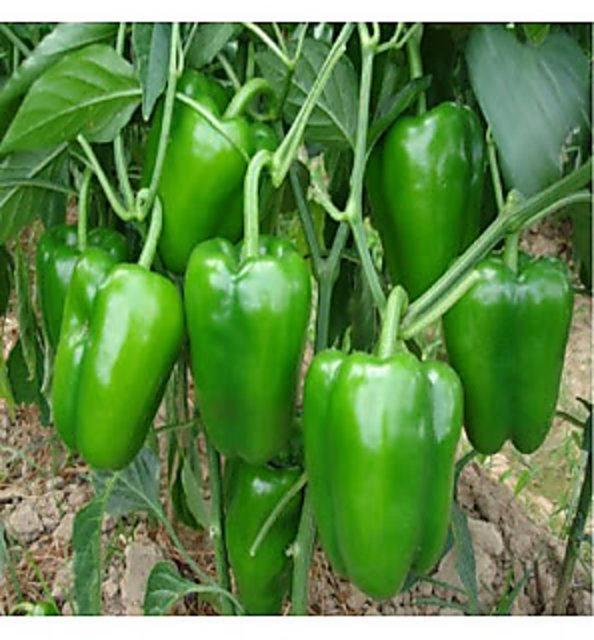 Vegetable Seeds Capsicum (Shimla Mirch) Seed | Daraz.pk