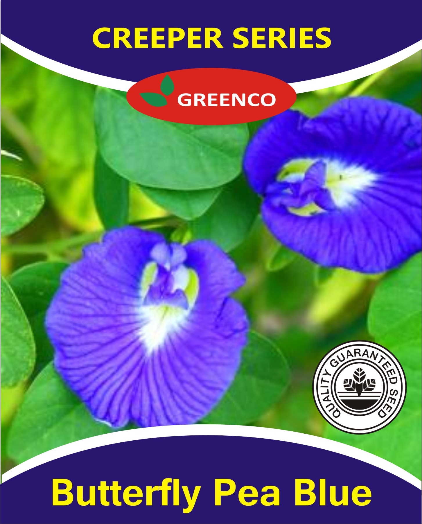 1 Pack Imported Best Quality Long Life Creeper Seeds | Daraz.pk