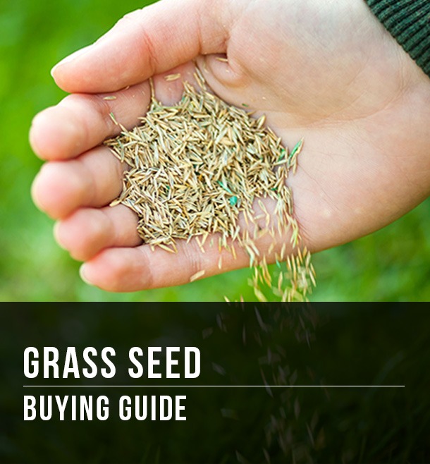 Hybrid Bermuda Grass Seed 50gm - Grass Seeds For Lawn & Garden | Daraz.pk