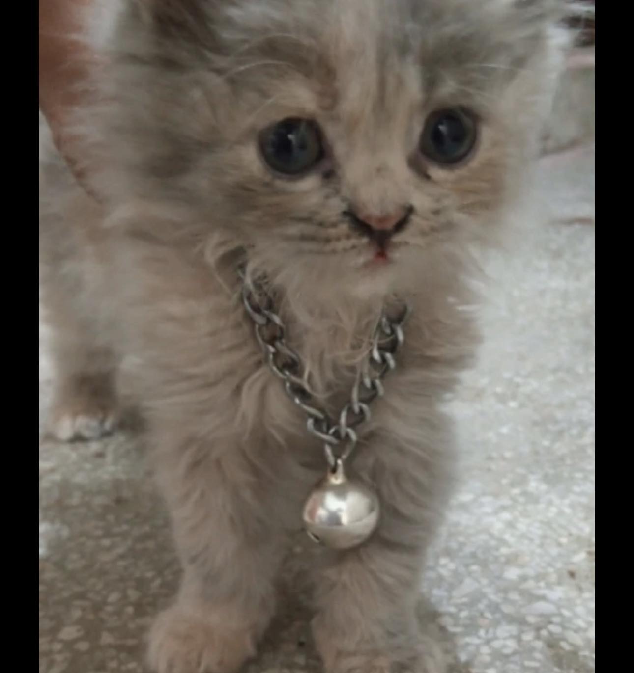 Cats Golden Neck Chain With Bell - 11-15 inches Adjustable | Daraz.pk