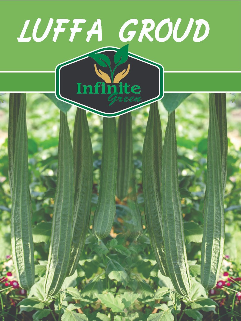 Luffa Gourd ( کالی توری, Kali Tori , Desi) Summer Vegetable seeds ...