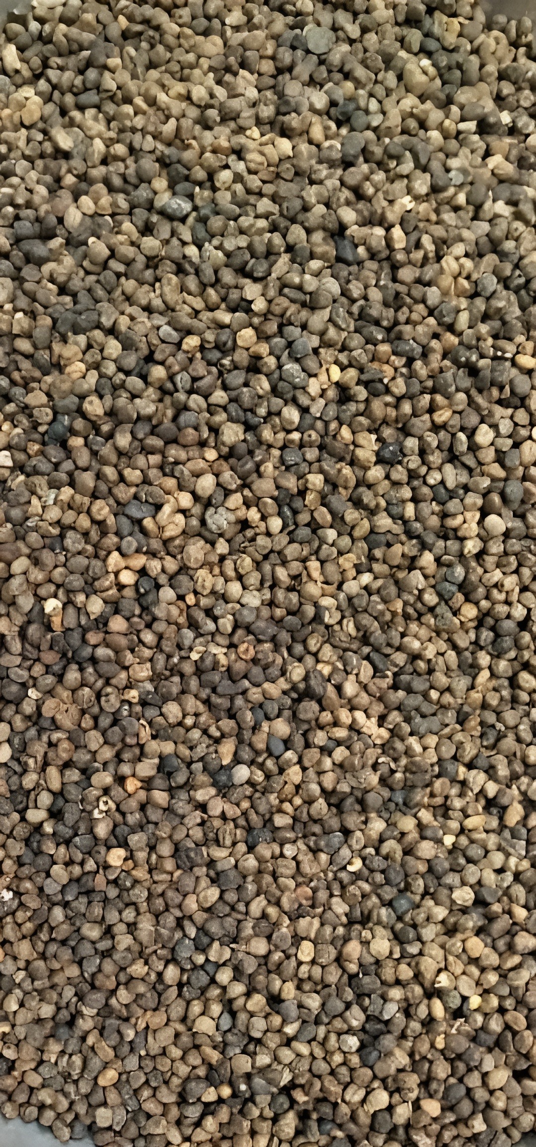 Pure Bari Elaichi Dana 1Kg - Black Cardamom Seeds - 100% Original Fresh ...