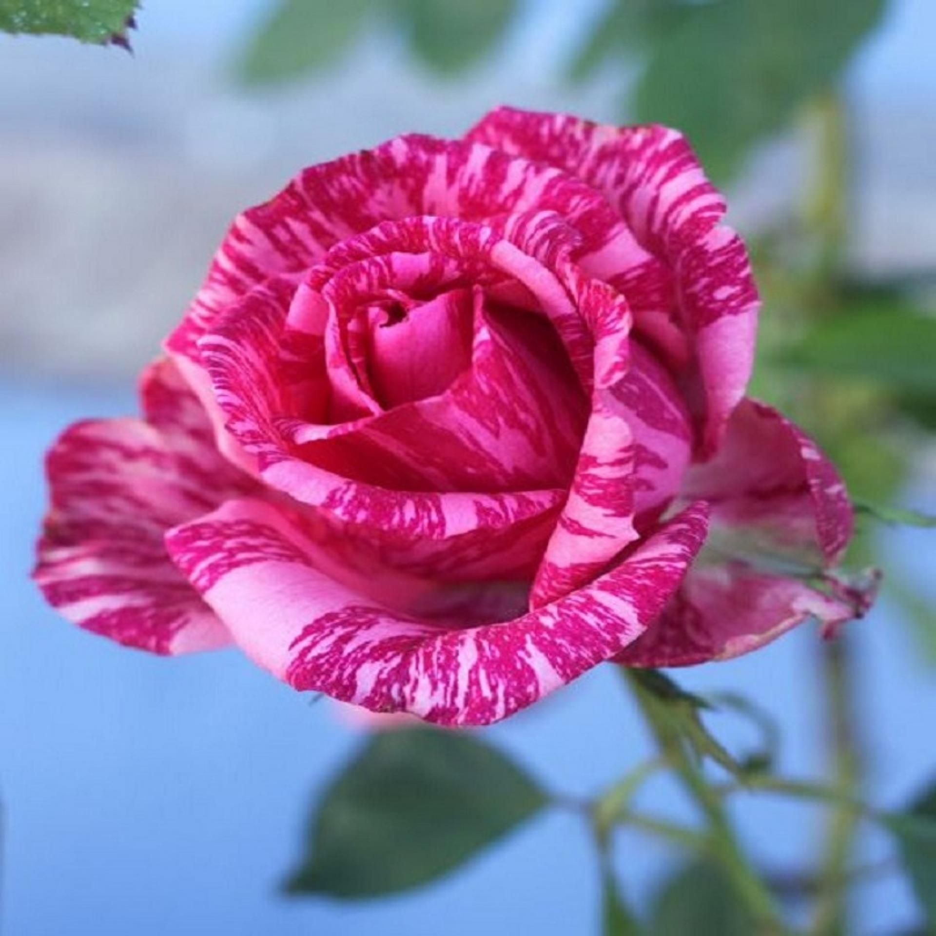 Pink Dragon Rose Seeds | Daraz.pk