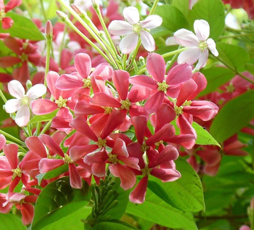 Original Sehra Bail Small Plant | Daraz.pk