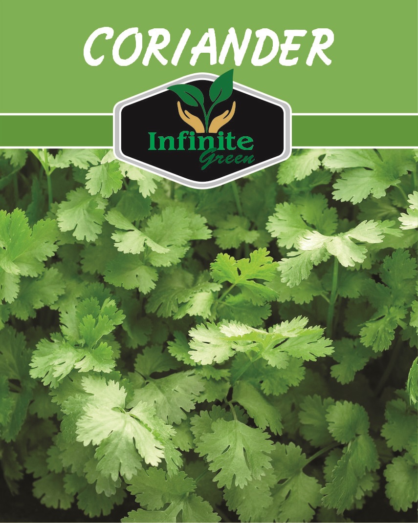 Coriander Hybrid F1 Seeds 8 Gram 500 Plus seeds Best Quality Pack ...