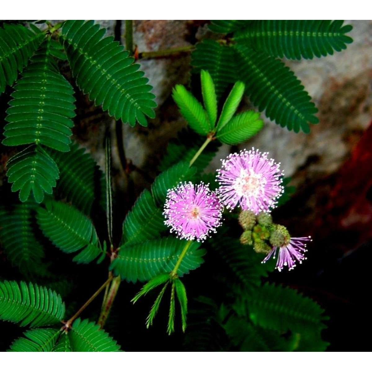 Mimosa- Touch Me Not - 100% Authentic Plant and Flower Seeds - Spring ...
