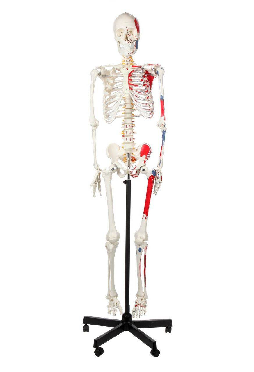 Muscle Painted and Numbered Human Skeleton Anatomy Model | Human ...