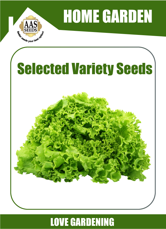 Green Salad Selected Variety Seeds AAS Seeds | Daraz.pk