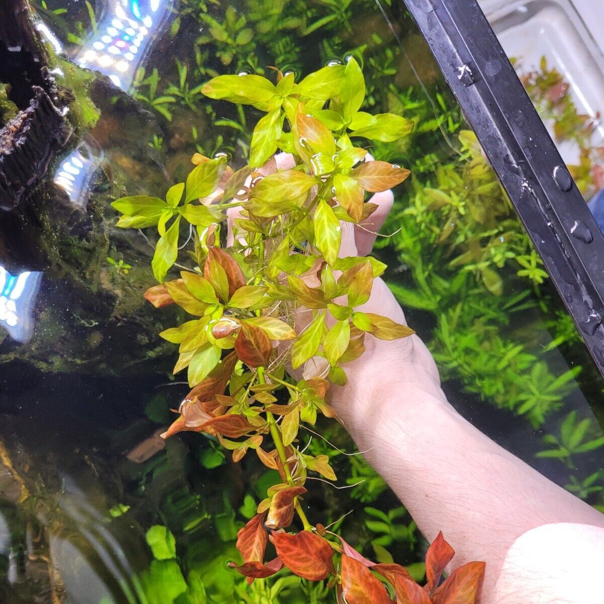 Ludwigia Repens Live Aquarium Plants / Low Tech Plants/ Aquatic plants ...