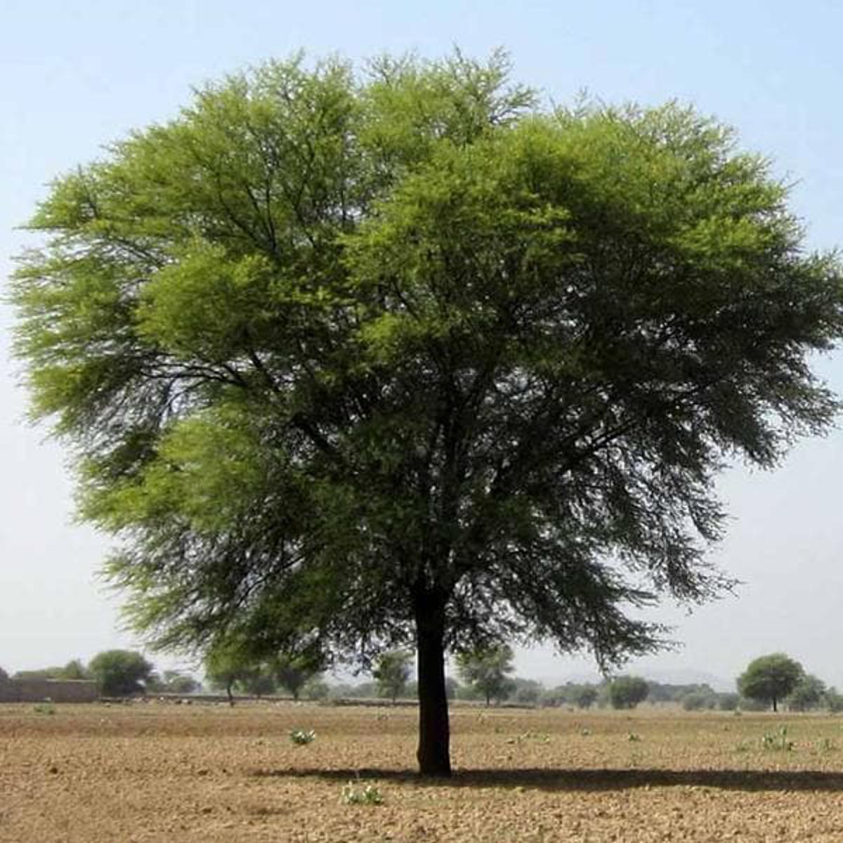 Kiker Tree Trees Of Pakistan Pakistan DAWN.COM