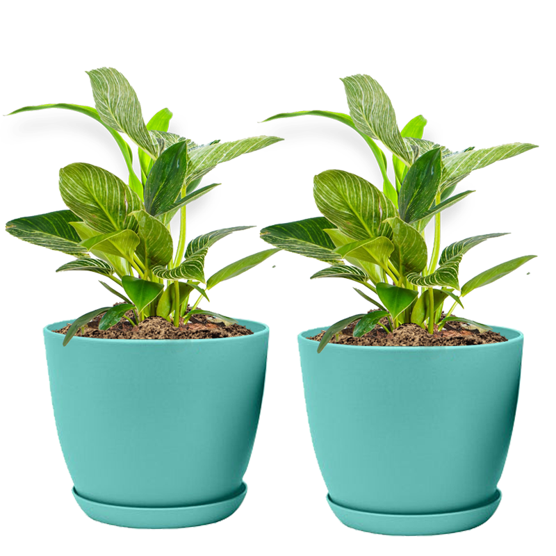 Khunais (Pack of 2 ) Extra Large Decorative Flower Pots with Drainage ...