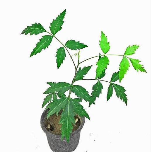 Neem Plant, Azadirachta Indica Plant, Neem Tree |Best for Seed, Home ...