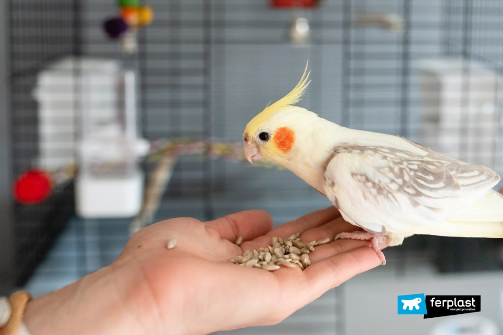 Mixed Feed (budgies Love Birds Cocktails) Parrots (500 GM) | Daraz.pk