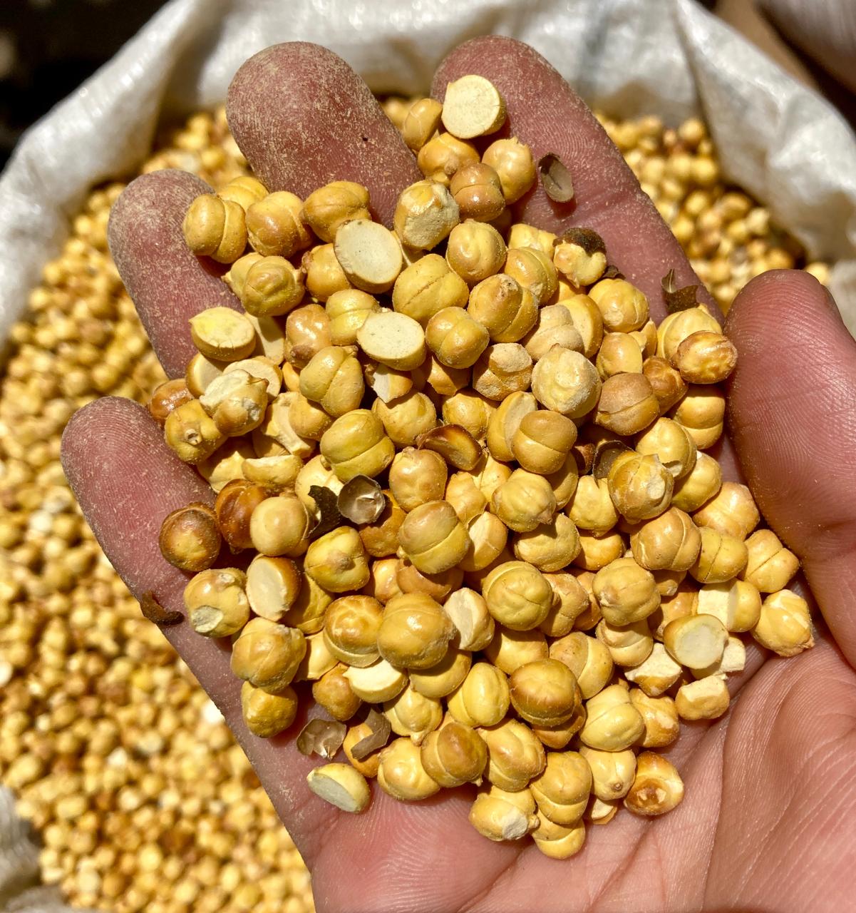 Roasted chana without shells 1000 gram (1 kg)Bhuney chaney , chana ...