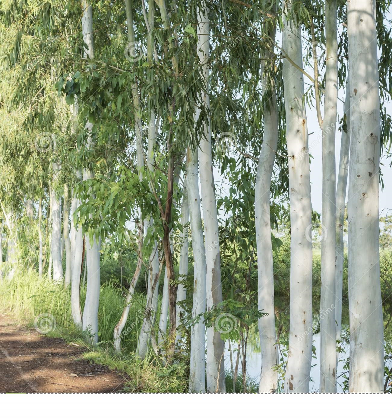 Safaida / Safeda / Eucalyptus Tree Seeds High Germination Rate | Daraz.pk