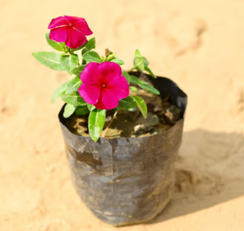 Original Sada Bahar Small Plant | Daraz.pk