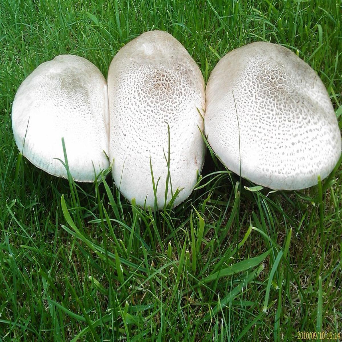 Field Mushroom Spawn Seeds | Daraz.pk