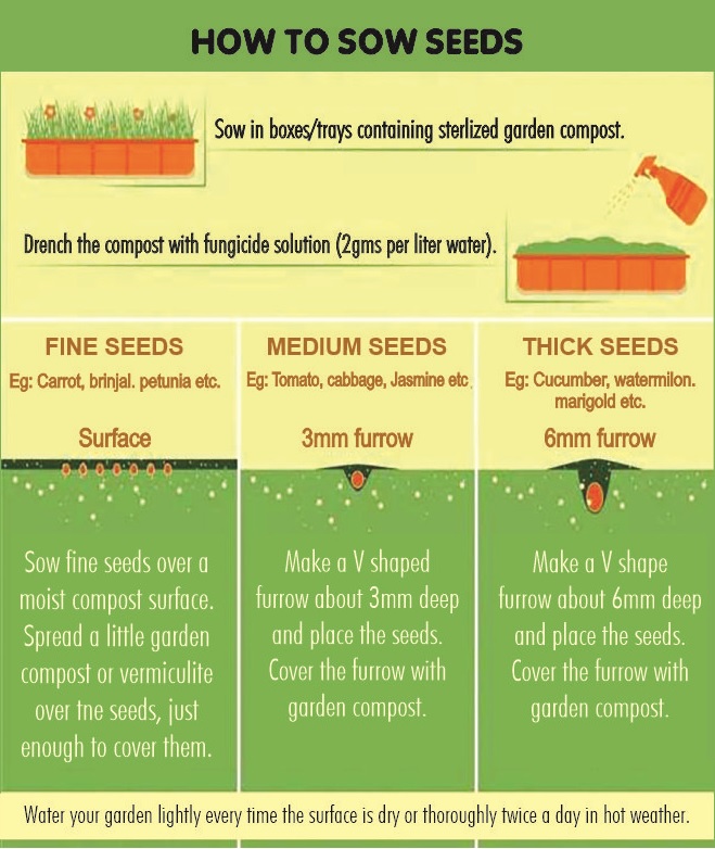 LEEK HERB 50 PLUS SEEDS COUNT | Daraz.pk