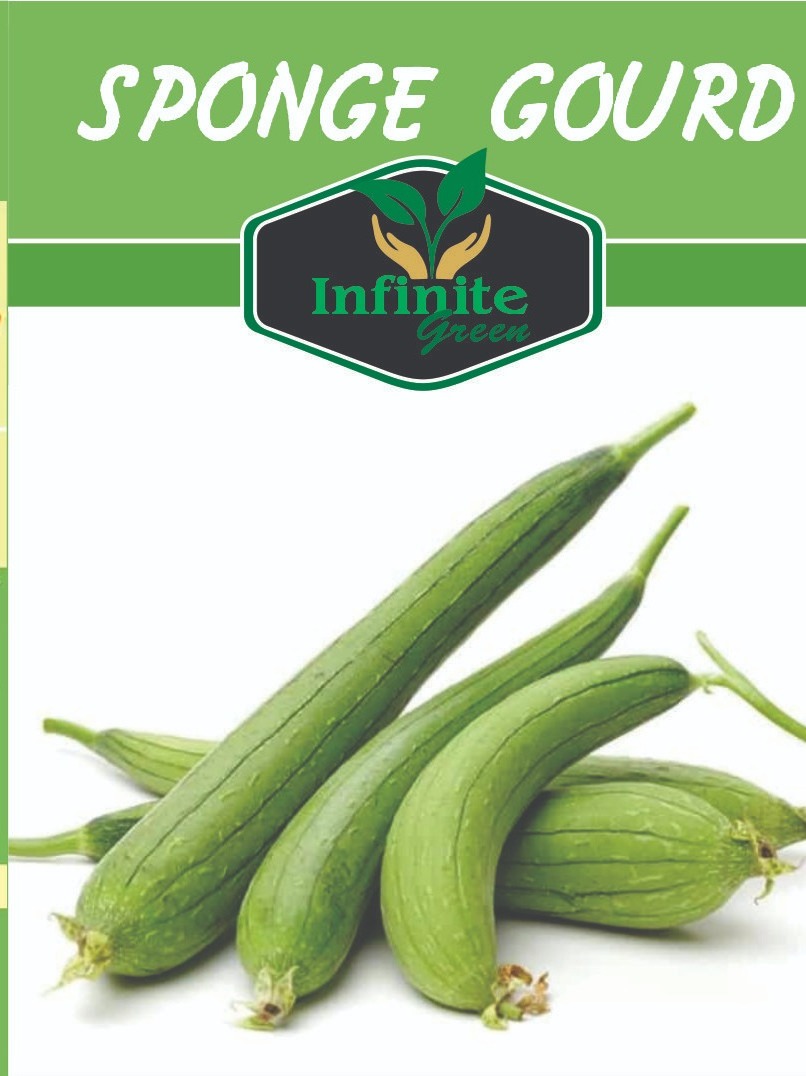 Sponge Gourd , گیاتوری , Ghiya tori (Desi Summer Vegetable Seeds) | Daraz.pk