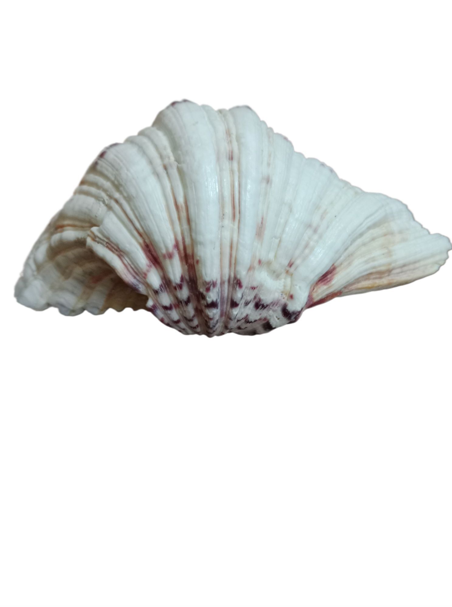 Natural Clam 7" Half Shell Seashell Soap Dish Trinket Bowl Nautical ...