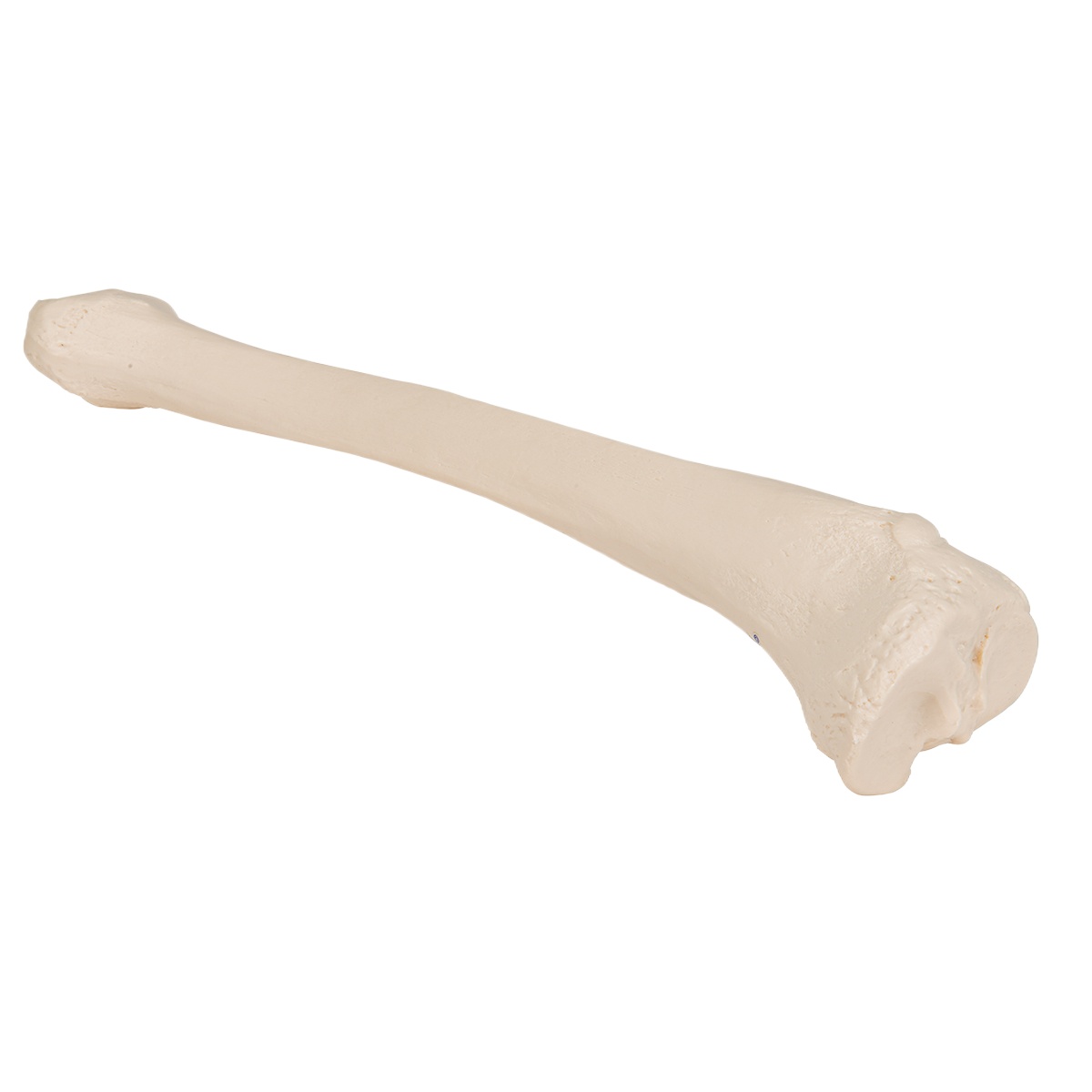 Human Tibia Model | Teaching Model | Life Size Tibia Bone | Daraz.pk