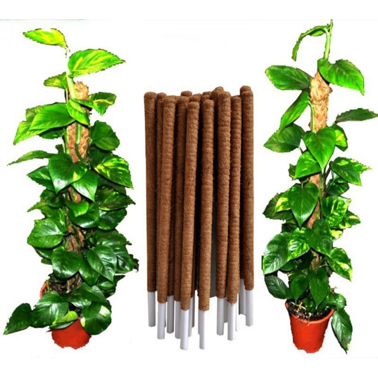 Pack Of 1, 2 And 3 Plant Stick (3 Ft) Straightener For Climbing Indoor ...