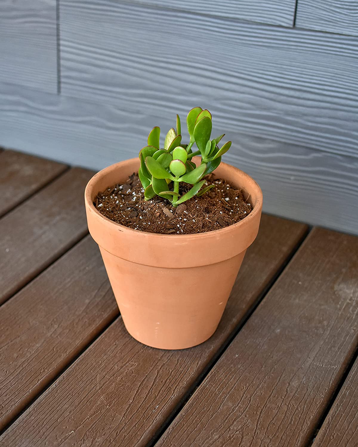 House Plant and Tropical Plant Potting Soil, Re-Potting Soil for All ...