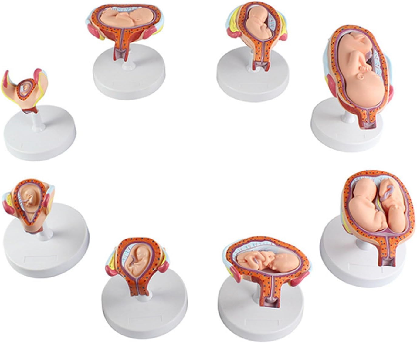 Fetus Development Model,Models Of Stages Of Pregnancy And Embryonic ...