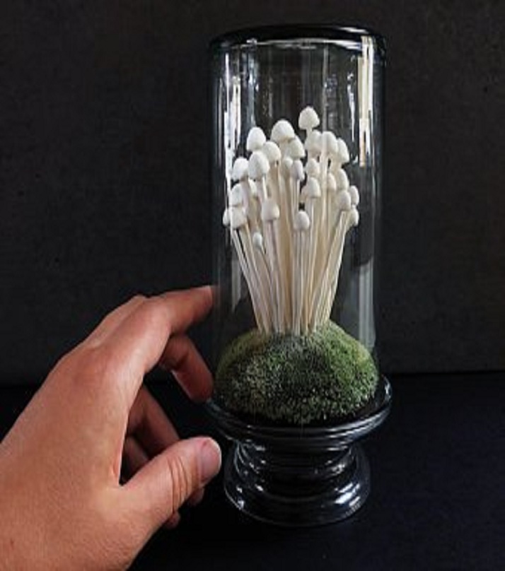 Enoki Mushroom Spawn 250 Grams | Daraz.pk